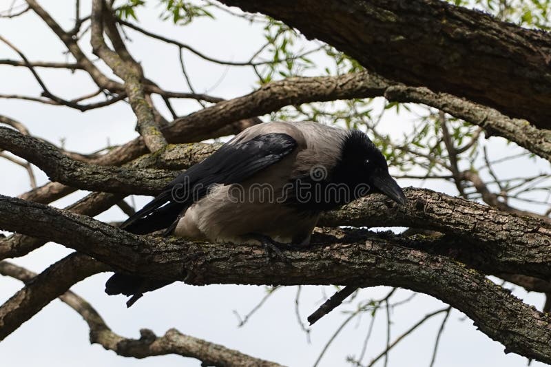 Crow is Perched on a Tree Branch, Intently Looking Down at Its ...