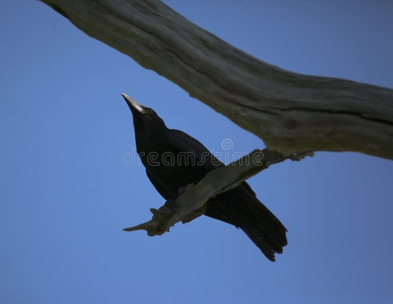 Crow perched in a tree stock photo. Image of wings, birds - 324303340