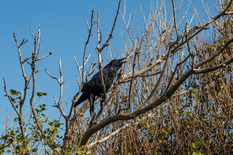 A Crow Perched in a Tree on a Sunny Summer S Day Stock Photo - Image of ...