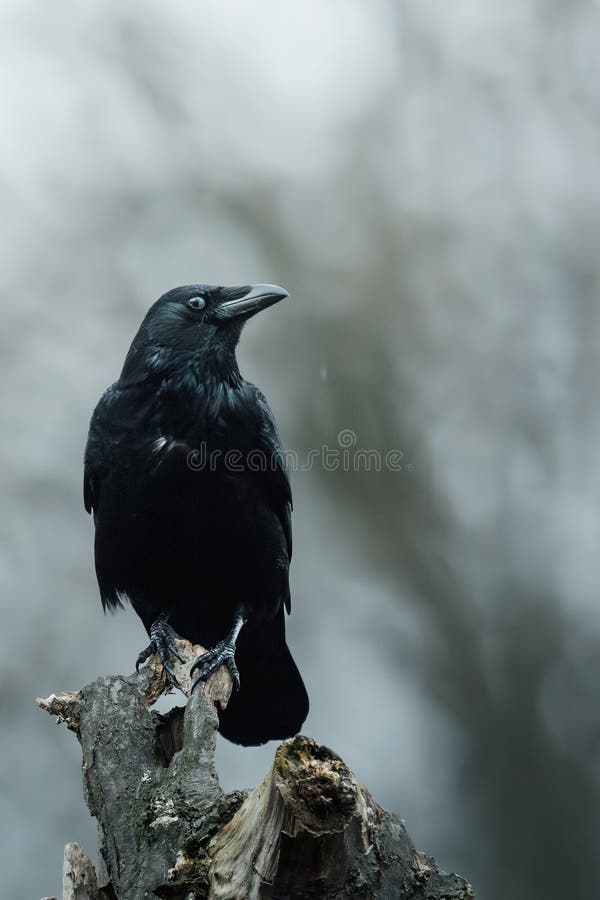 Crow Perched on a Withered Log Stock Photo - Image of scavenger, perch ...