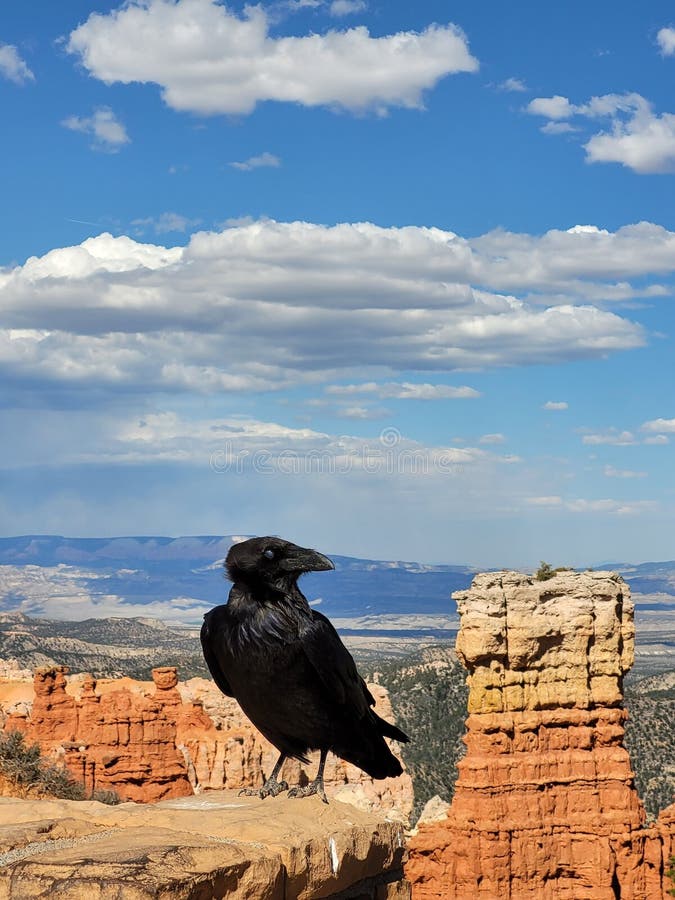 Crow perching on rock stock image. Image of head, feathers - 268412167