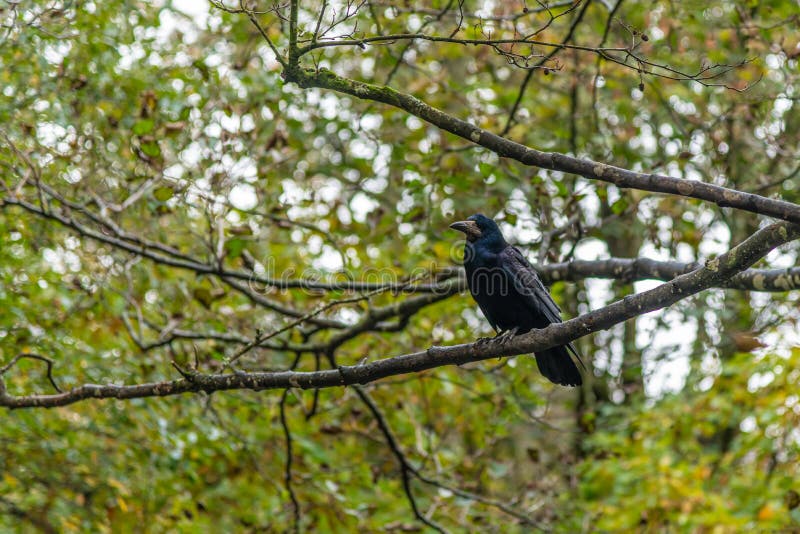 A Crow Perched on the Branch of a Tree in Cornish Woodland Stock Image ...