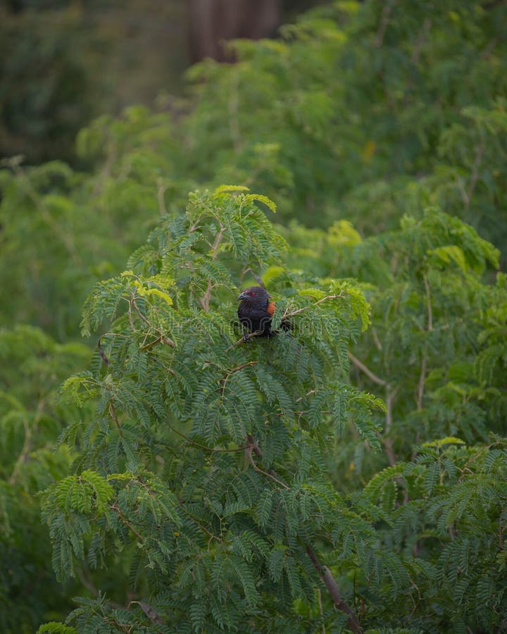 Crow Hiding in Tree stock image. Image of green, gerber - 231250163