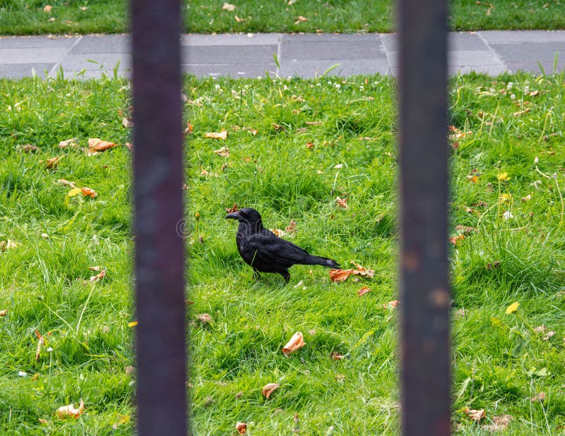 Crow picking at grass stock image. Image of fauna, pick - 329371479