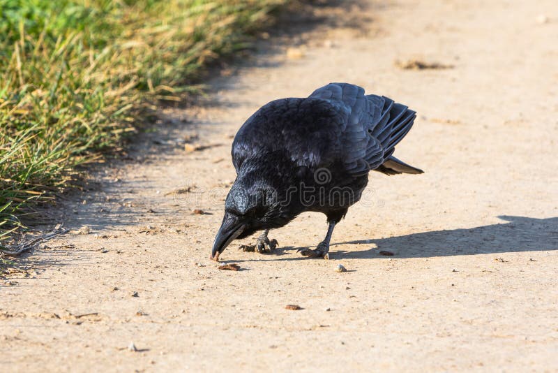 Crow Picking from the Ground Stock Image - Image of animal, bird: 232663997