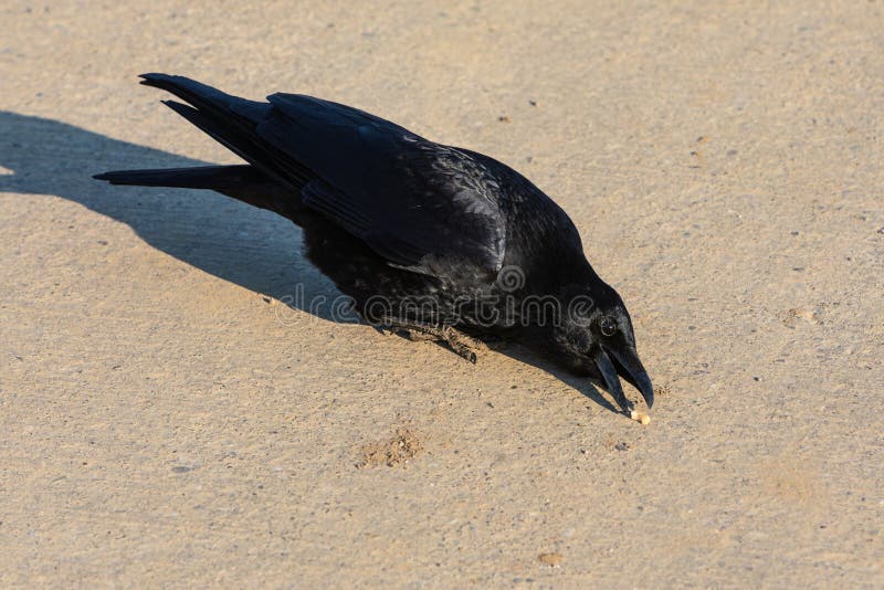 135 Crow Picking Stock Photos - Free & Royalty-Free Stock Photos from ...