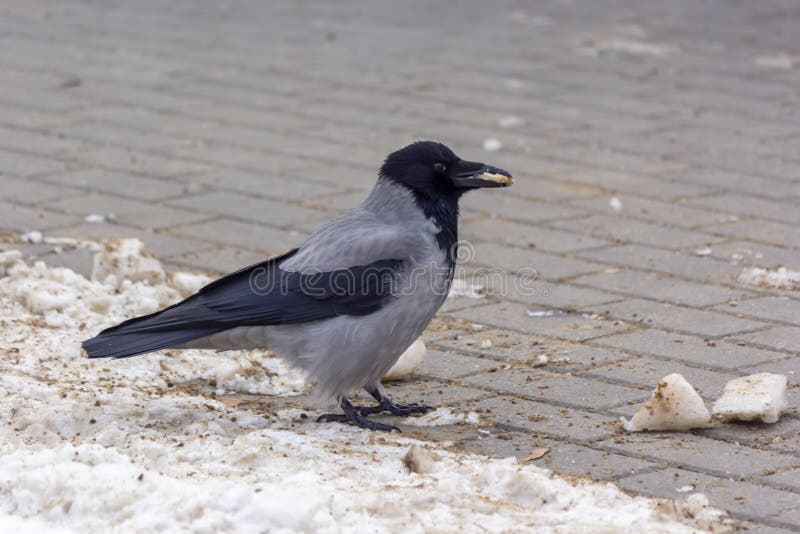 A Crow with a Piece of Bread in Its Beak. a Bird from the Crow Family ...