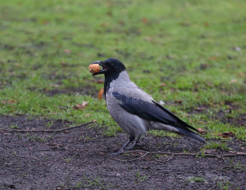 Crow with a Piece of Food in Its Open Beak Stock Photo - Image of ...