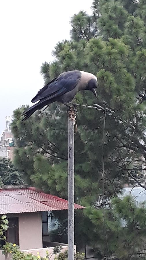 Crow on pipe stock image. Image of nature, wing, finch - 254592667