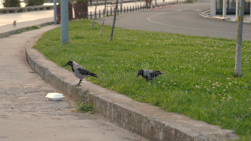 Crow plastic box stock video. Video of wild, place, trash - 351225213