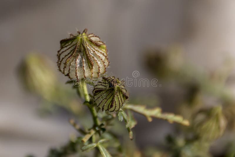 Crow Poppy Hibiscus Trionum Stock Image - Image of moisture, liquid ...