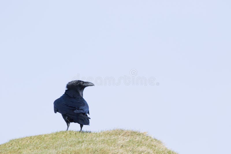 Crow portrait stock image. Image of branch, female, flying - 101293975