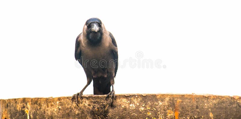 Crow potrait stock image. Image of birds, sitting, scape - 186201395