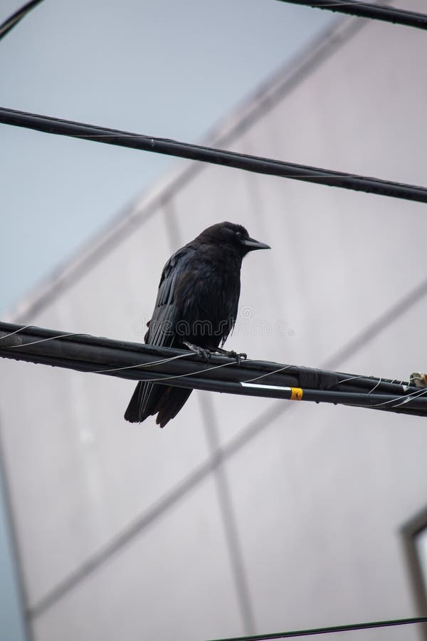 A crow on a power line stock photo. Image of building - 322427658