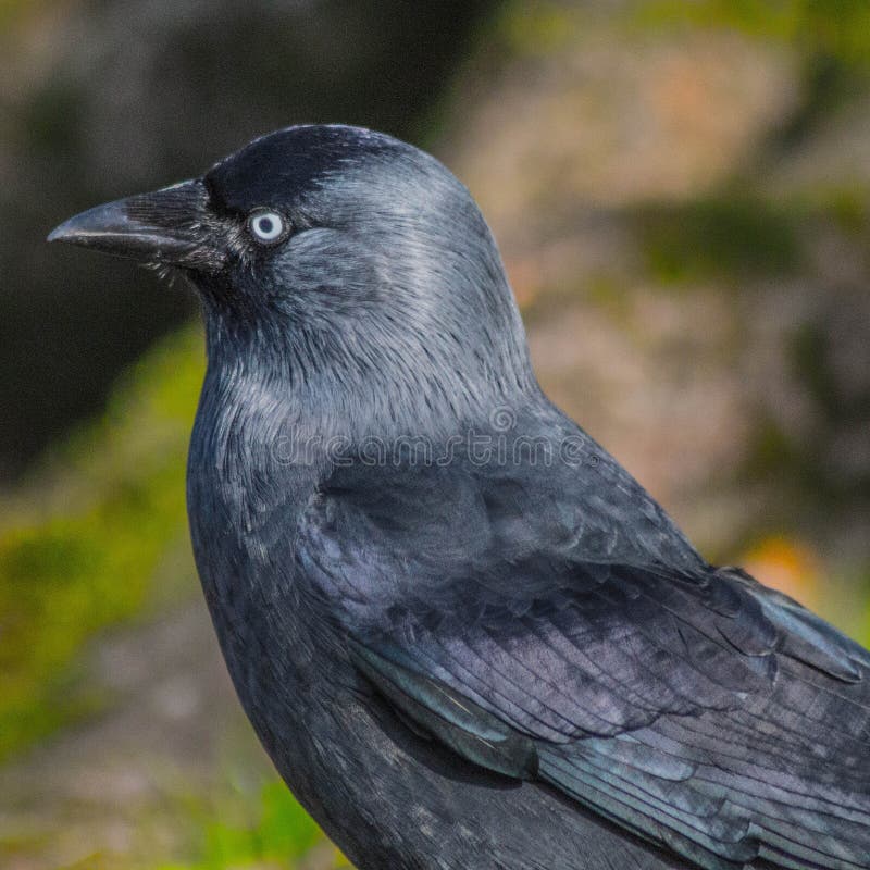 Crow Profile stock image. Image of forest, surroundings - 80505275