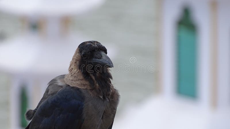 Crow Profile Picture. Image: 83016893