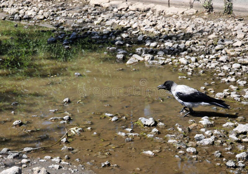 The crow on the puddle stock photo. Image of corvus - 113296898