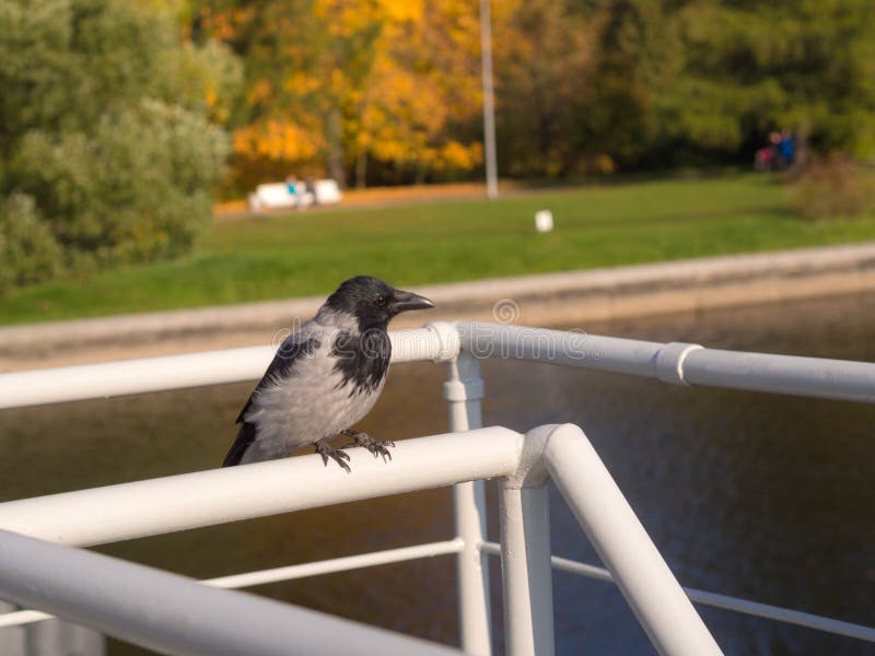 Crow on the railing stock image. Image of bridge, wildlife - 255124305