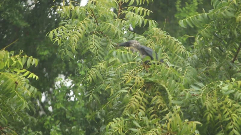 Crow in Rain Stock Footage. House less Wet Crow Bird Roaming on the ...