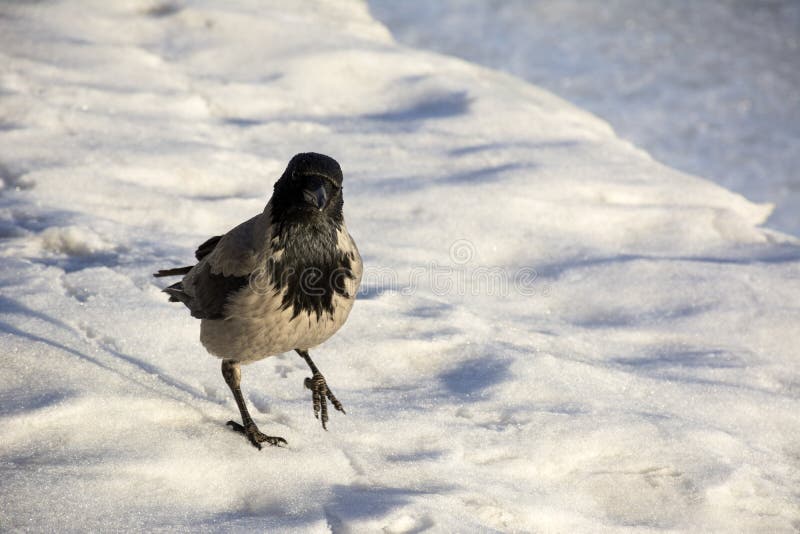 Crow Raven Bird Gray Black Feathers Ice Stock Photos - Free & Royalty ...