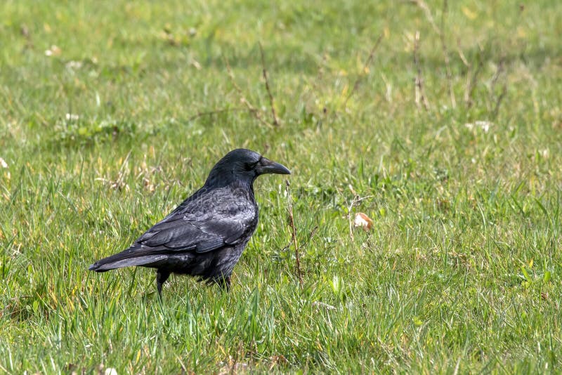 The crow stock photo. Image of wildlife, wing, green - 71045174