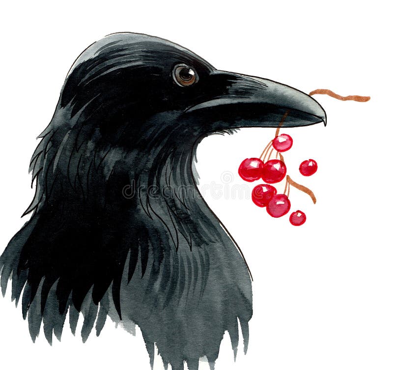 Crow with berries stock illustration. Illustration of animal - 366768074