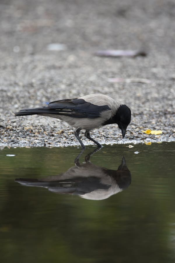 Crow in reflection stock photo. Image of bird, beak - 331070210