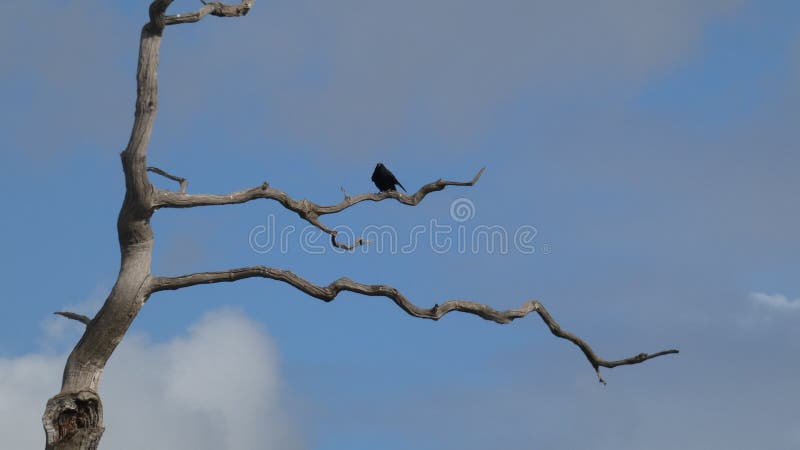 Crow Resting in an Ancient Oak in an English Forest Stock Photo - Image ...