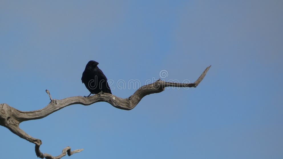 Crow Resting in an Ancient Petrified Oak in England Stock Photo - Image ...
