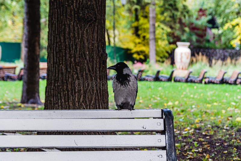 A crow resting in the park stock photo. Image of garden - 258015878