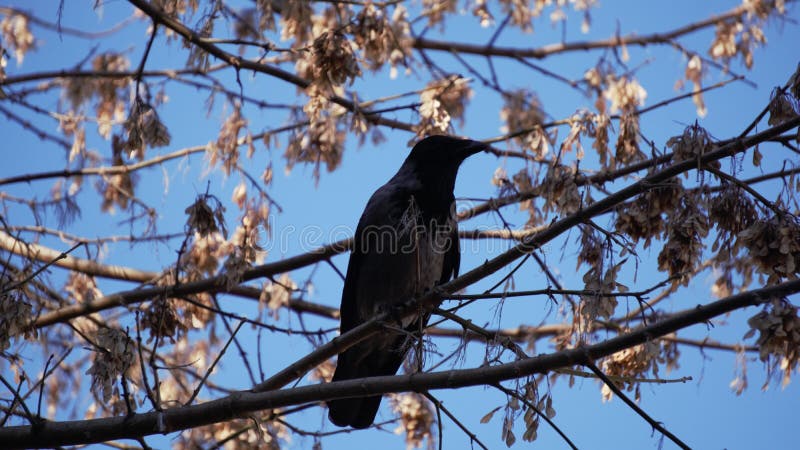 A Crow Resting on a Tree in Autumn Stock Image - Image of feather, wild ...