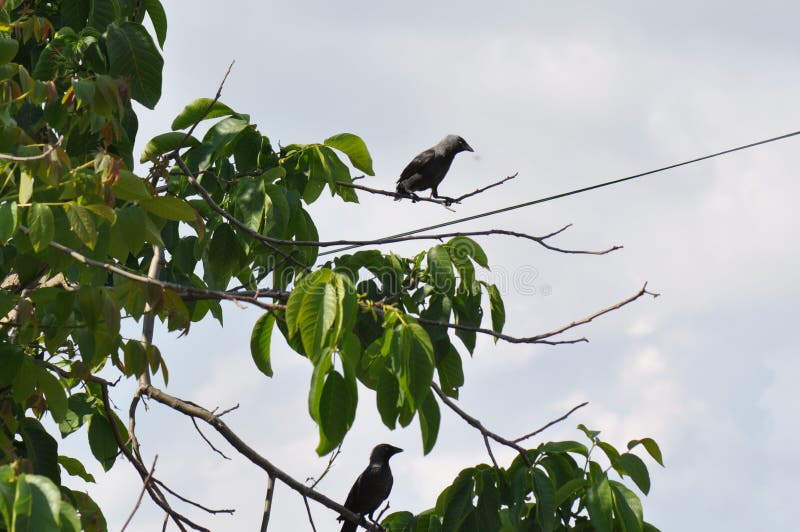 Crow Resting on Tree Top Branch Stock Image - Image of crow, highest ...