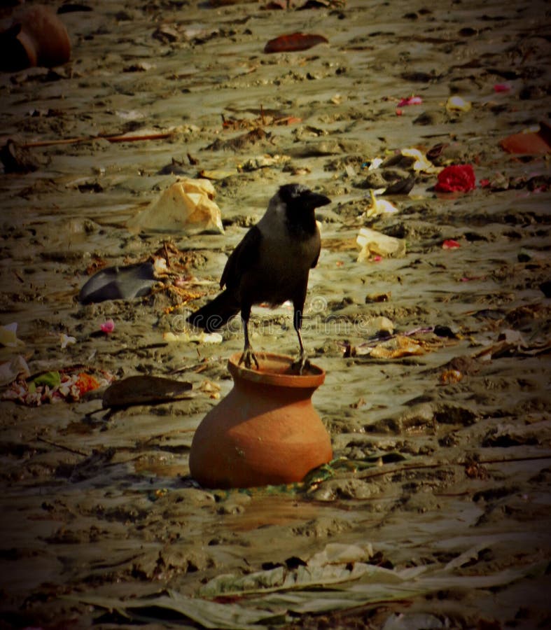 The crow stock image. Image of bank, river, crow, dirty - 124828317