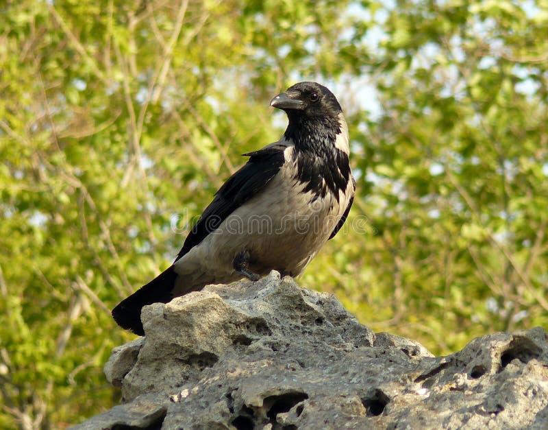 Crow on rock stock image. Image of sable, closeup, logo - 7140867
