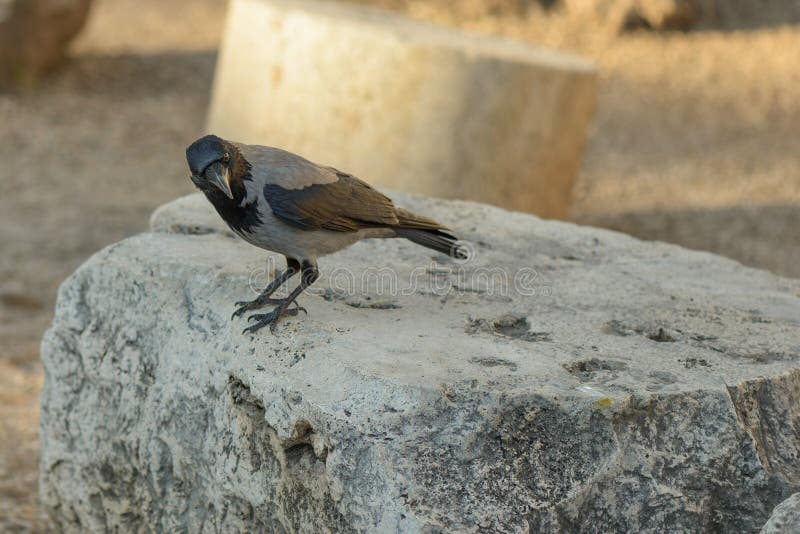 Rome Italy crow stock image. Image of travel, crow, landmark - 110019365