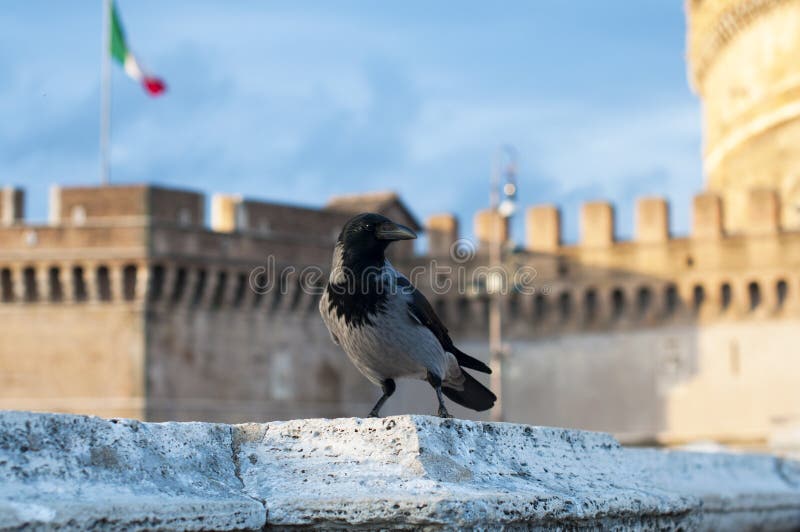 The Crow on the Roof of the Building. Bird and Old Town, Stock Photo ...