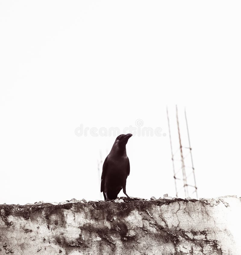 A Crow on a Rooftop of a Unfinished Building in Mombasa Kenya Stock ...