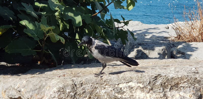 The Crow Running after Her Bread, There are Many in this Semen and they ...