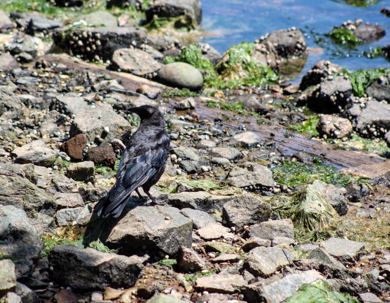 Crow on the Rocks stock photo. Image of nice, fauna, german - 28310998