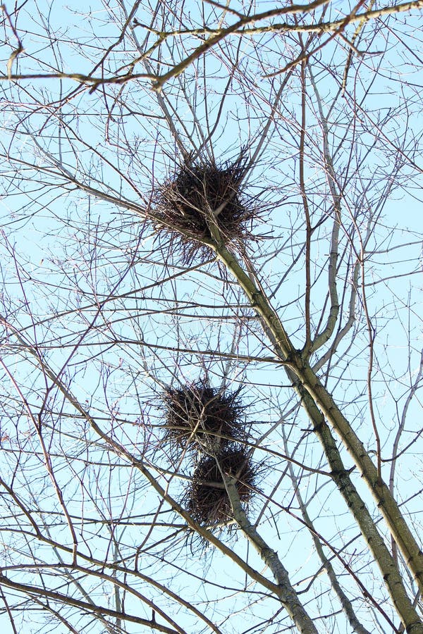 Crow S Nest on the Birches Against the Blue Sky in Spring Stock Photo ...
