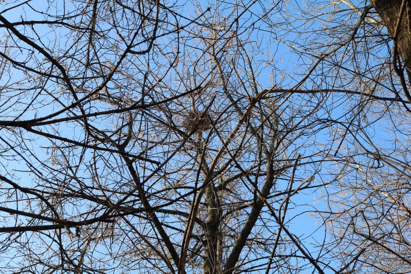 Crow`s nest on a tree stock image. Image of spring, naked - 88822647