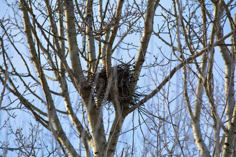 Crow`s nest on a tree stock image. Image of branch, crow - 144533317