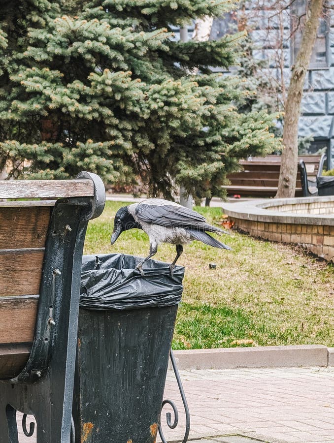 Crow Scavenging in Trash Bin in Park with Green Trees in Background ...