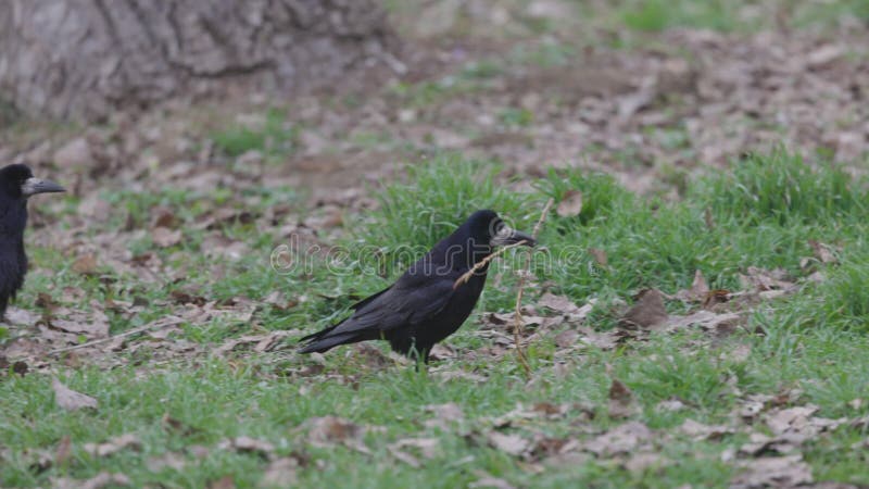 A Crow Searching through the Grass for Small Tree Branches To Build Its ...
