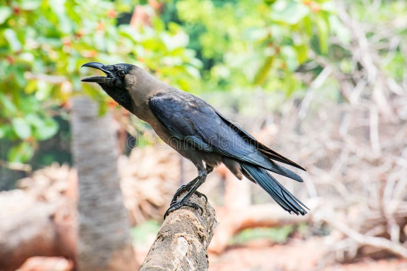 A Crow Seating on Tree Branch & Cawing in Public Park. Stock Photo ...
