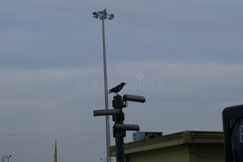 Crow on Security Camera Masts Stock Image - Image of weather, cross ...