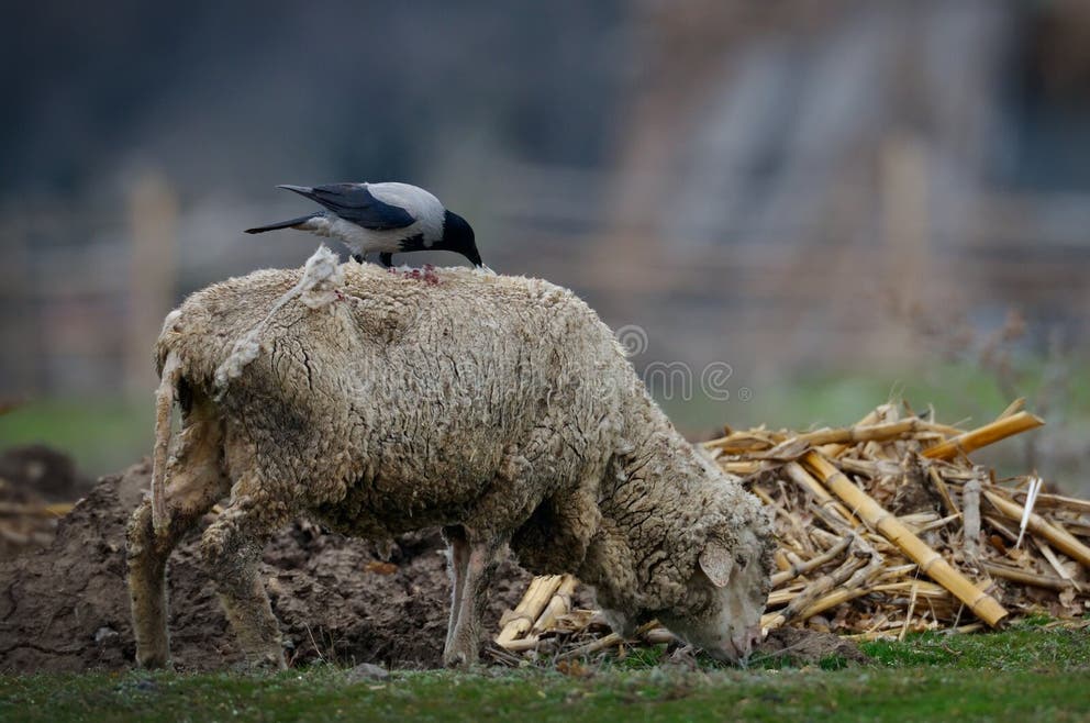 Crow on Sheep Corvus Frugilegus Stock Image - Image of macro, funny ...