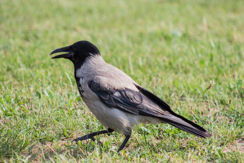 Crow stock image. Image of black, field, feathers, earth - 45578189