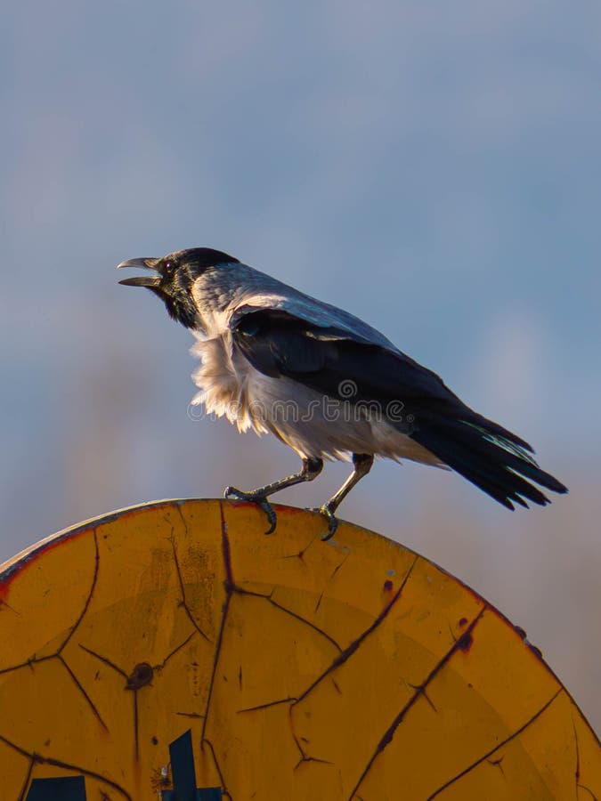 Crow on sign. stock image. Image of bird, nature, water - 311288555