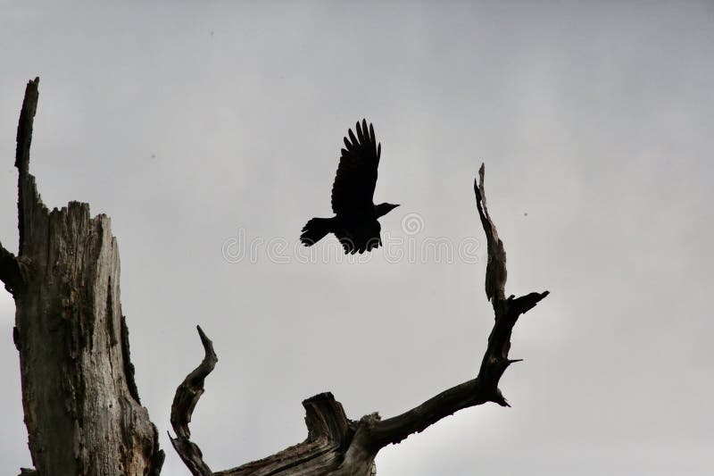 Crow silhouette in flight stock photo. Image of corvus - 287566294